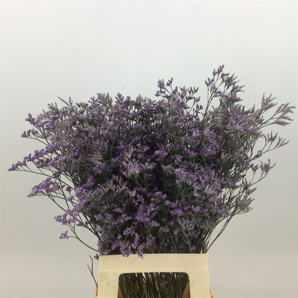 Limonium Safora Lilac | KVETY.sk