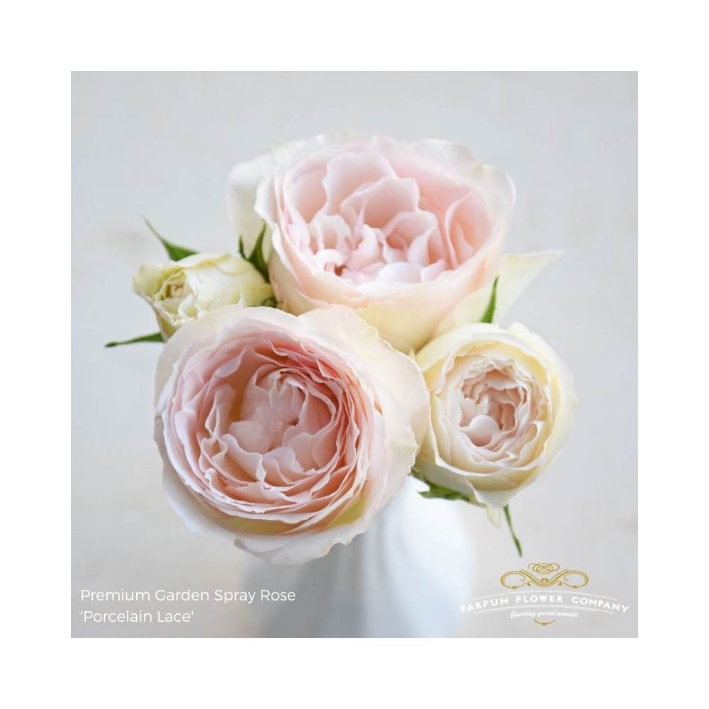 Rose spray Porcelain Lace | KVETY.sk