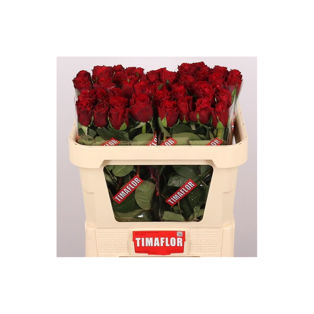 Rose bh Upper Class | KVETY.sk