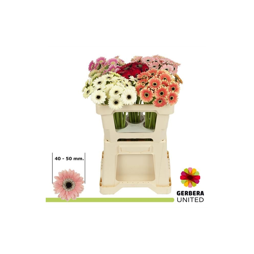 Gerbera Mini Piccolini mixed in f | KVETY.sk
