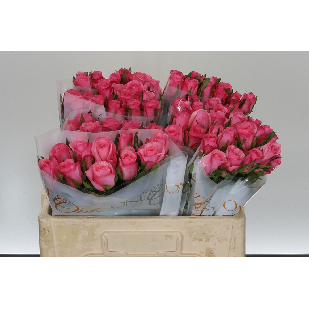 Rose bh Lovely Jubilee | KVETY.sk