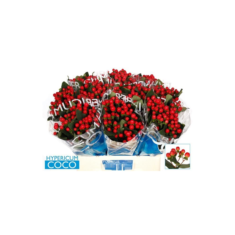 Hypericum Coco Tango | KVETY.sk