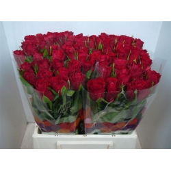 Rose bh Furiosa | KVETY.sk