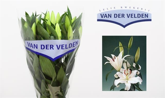 Lilium Ot Zambesi | KVETY.sk