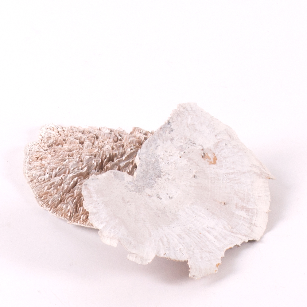 Huba Golden mushrom biela velka | KVETY.sk