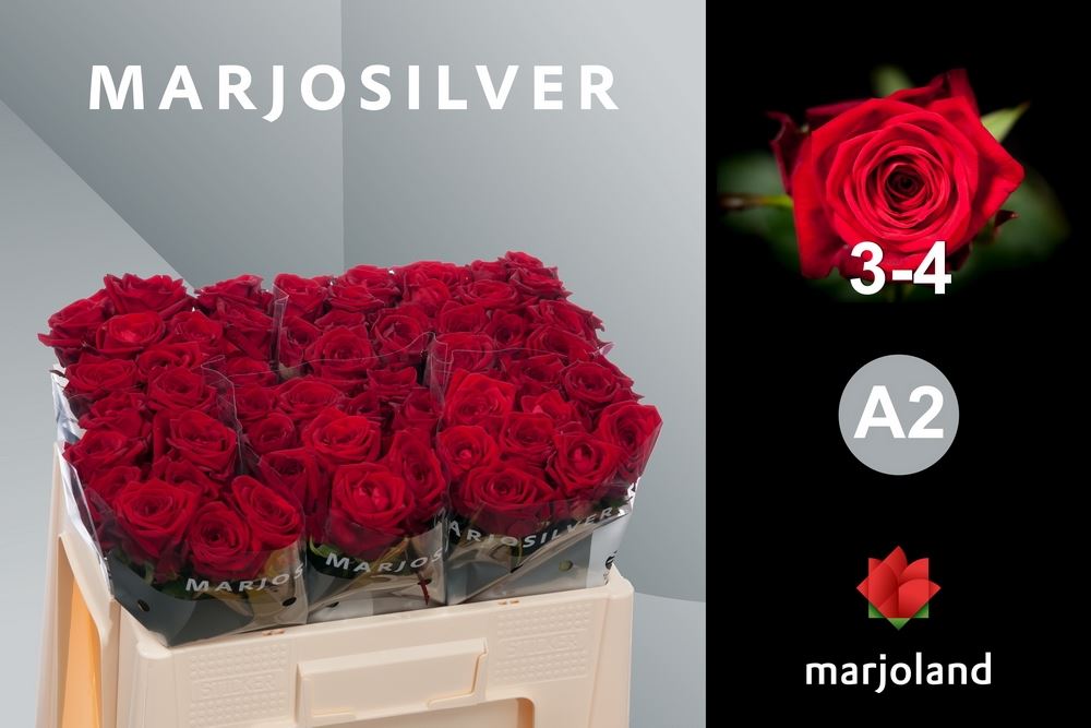 Rose bh Red Naomi | KVETY.sk