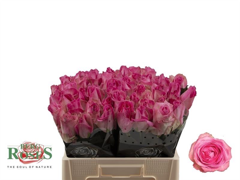 Rose bh Avalanche Candy+ | KVETY.sk