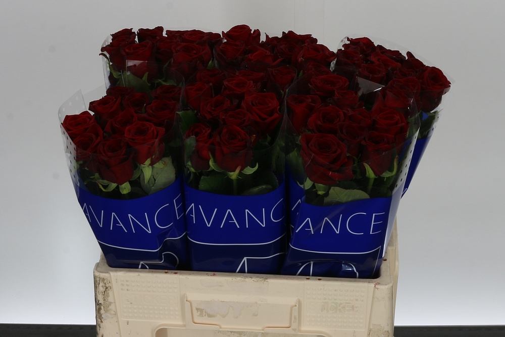 Rose bh Red Naomi | KVETY.sk