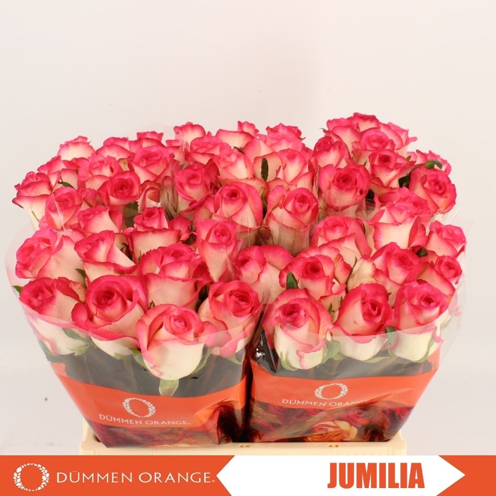Rose bh Jumilia | KVETY.sk