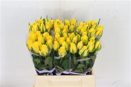 Rose bh Moonwalk | KVETY.sk