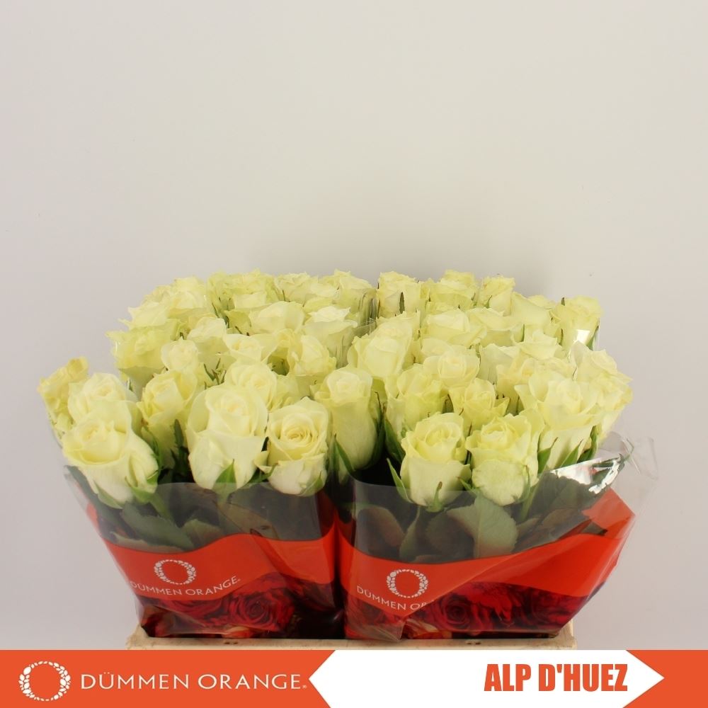 Rose bh Alpe DHuez | KVETY.sk