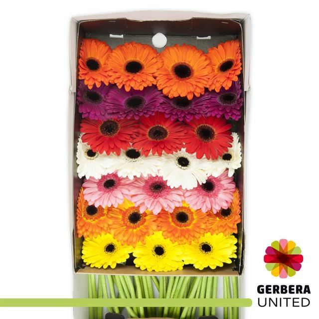 Gerbera GR mixed on Rij | KVETY.sk