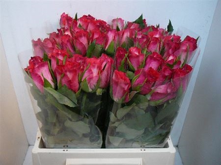 Rose bh Nicoletta | KVETY.sk