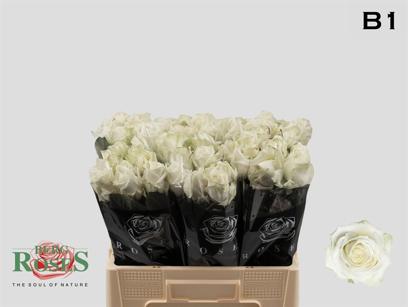 Rose bh Avalanche+ | KVETY.sk