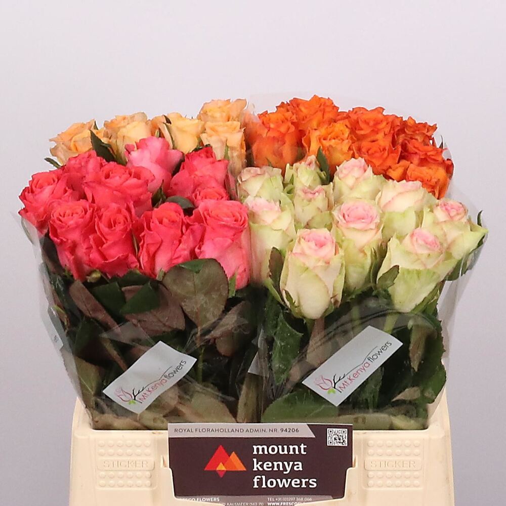 Rose bh mixed | KVETY.sk