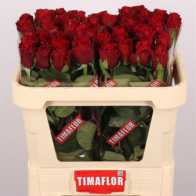 Rose bh Upper Class | KVETY.sk