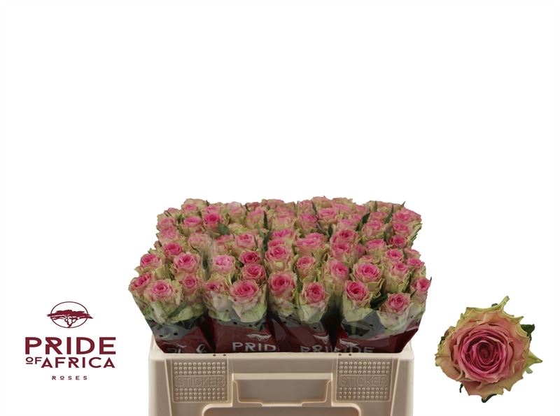 Rose bh Time Square | KVETY.sk