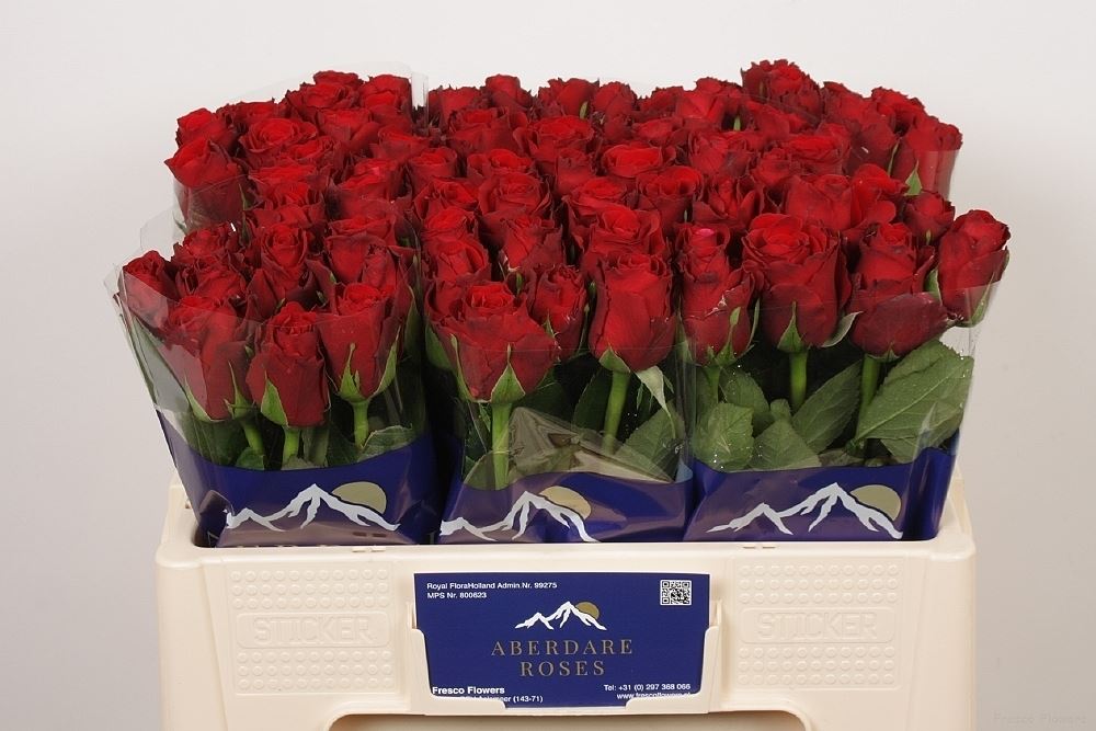 Rose bh Upper Class | KVETY.sk