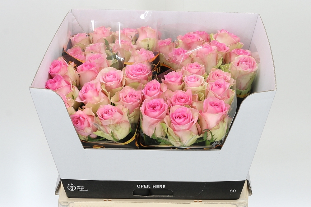 Rose bh Brigitte Bardot | KVETY.sk