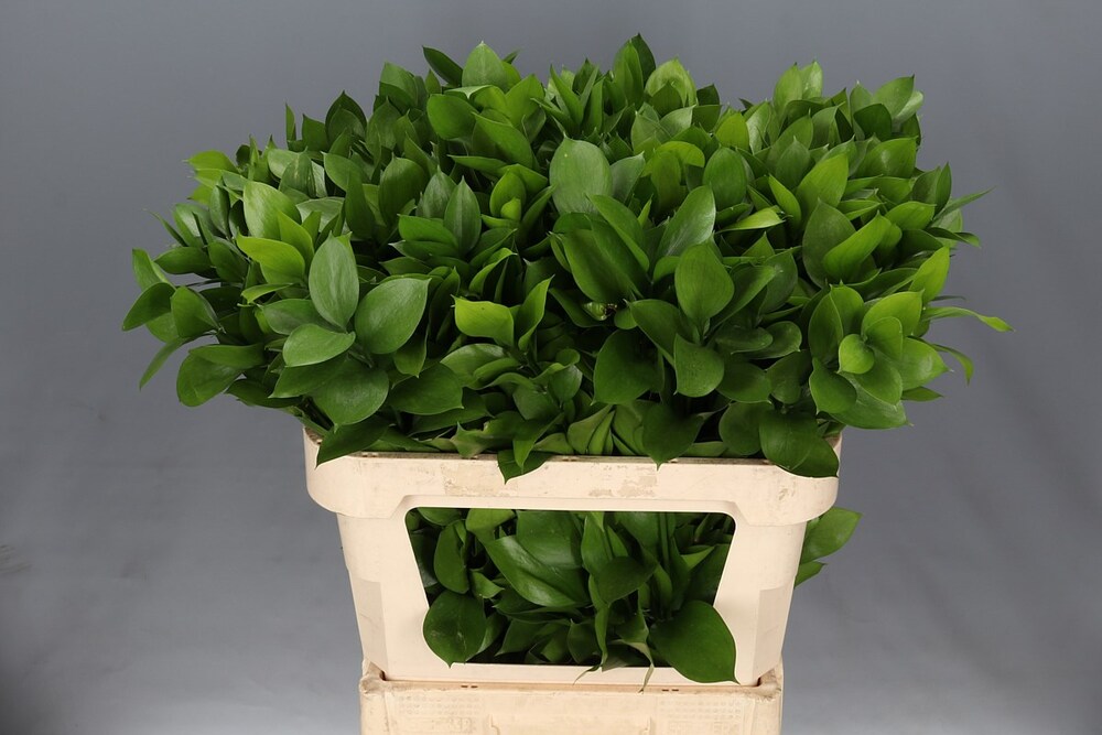 Ruscus Israel | KVETY.sk