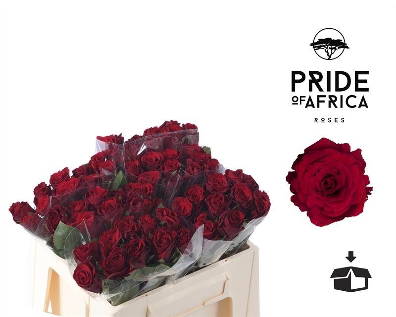 Rose bh Upper Class | KVETY.sk