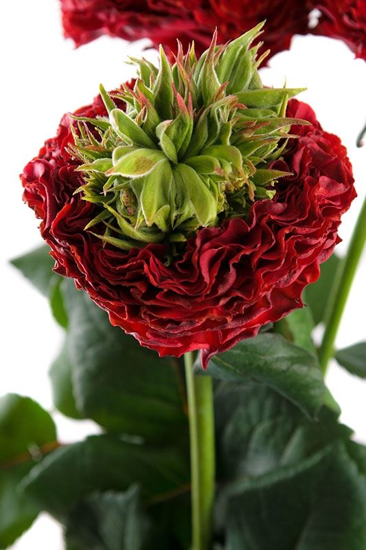 Rose bh Red Eye | KVETY.sk