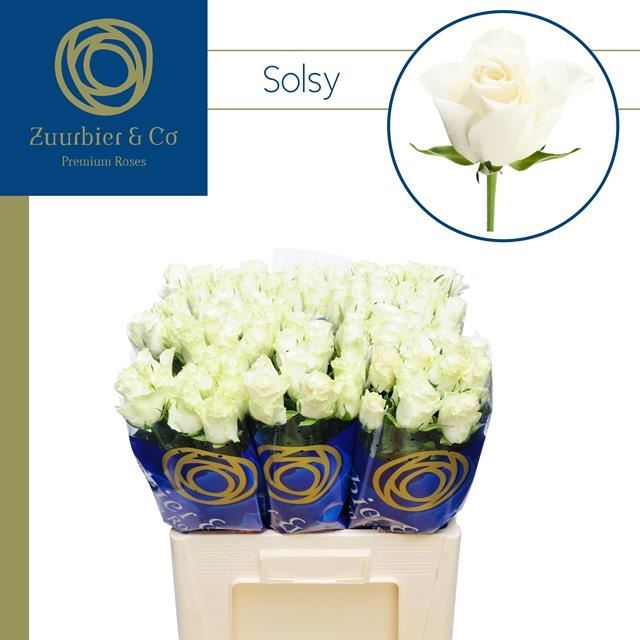 Rose bh Solsy | KVETY.sk