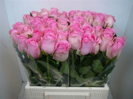 Rose bh Revival | KVETY.sk