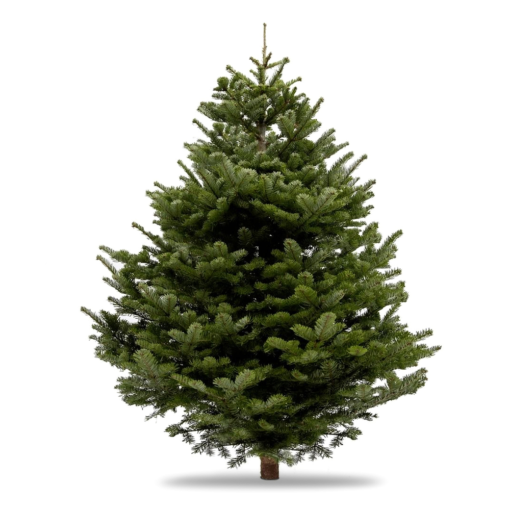 Strom živý JEDĽA Nordmanniana 201-230cm | KVETY.sk