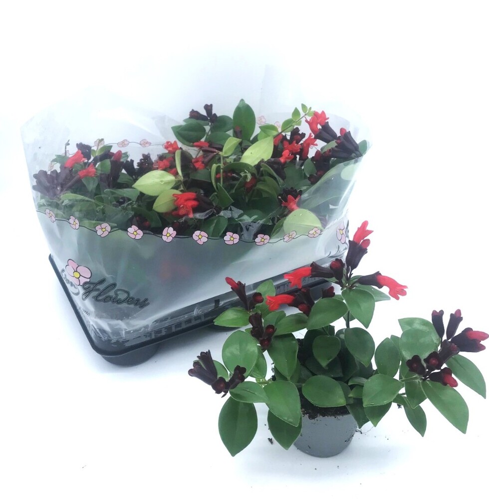 AESCHYN MONA LISA | KVETY.sk