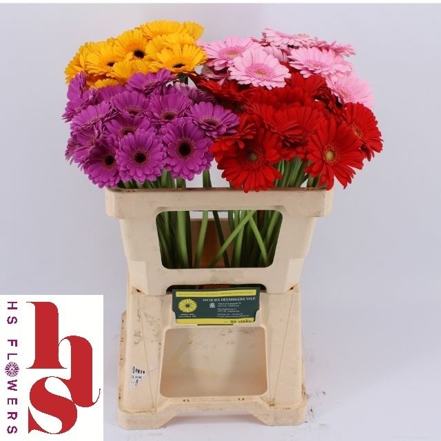 Gerbera Mini Assorted | KVETY.sk