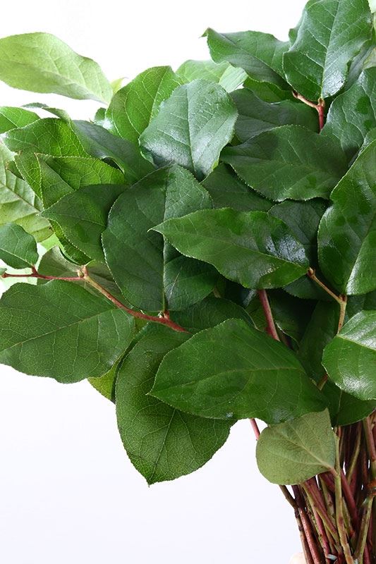 Salal Tips | KVETY.sk