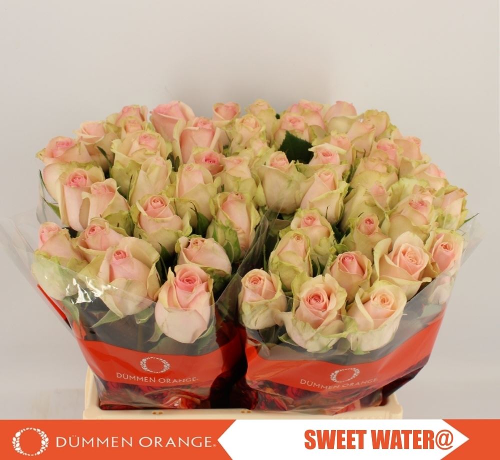 Rose bh Sweetwater | KVETY.sk