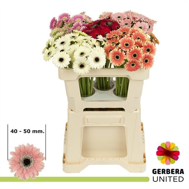 Gerbera Mini Piccolini mixed in f | KVETY.sk