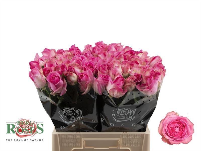 Rose bh Avalanche Candy+ | KVETY.sk