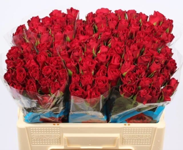 Rose bh Furiosa | KVETY.sk