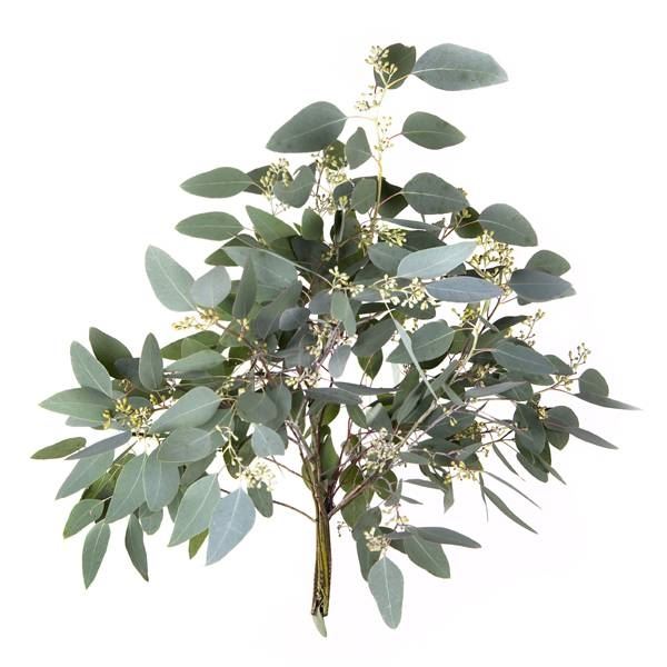 Eucalyptus populifolia | KVETY.sk