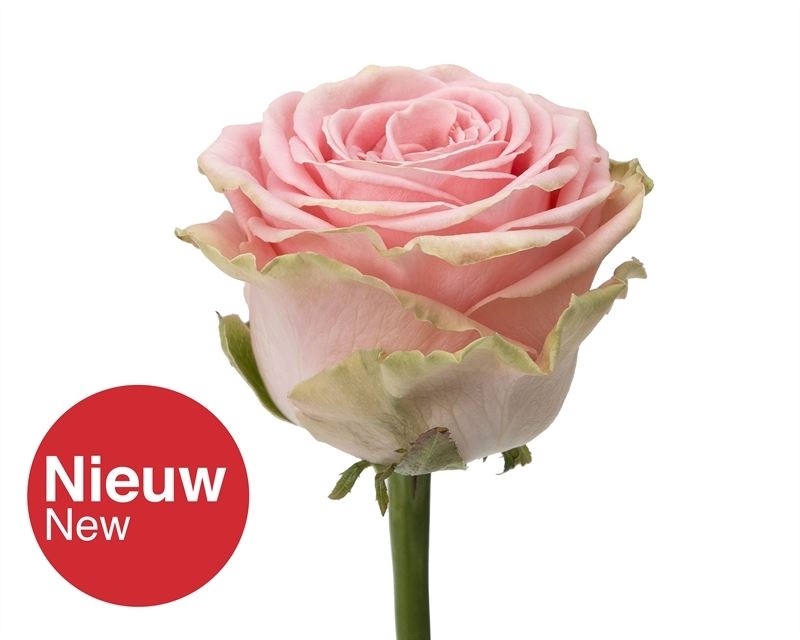 Rose bh Sophia Loren | KVETY.sk