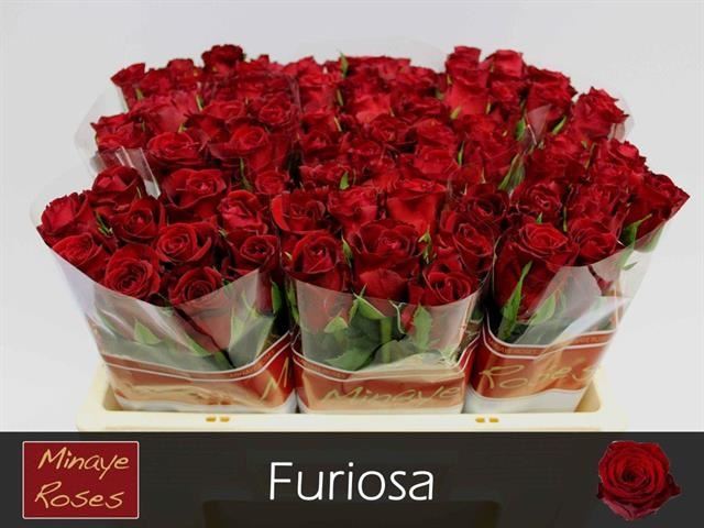 Rose bh Furiosa | KVETY.sk