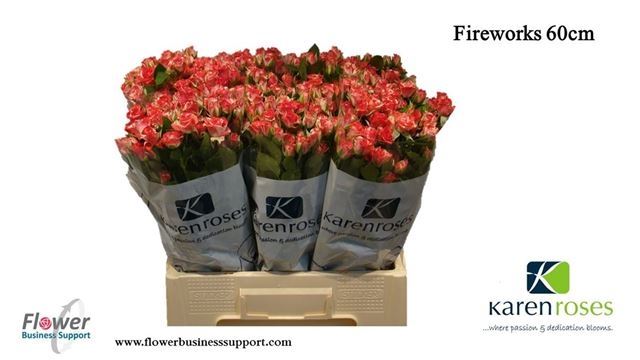 Rose spray Fireworks | KVETY.sk