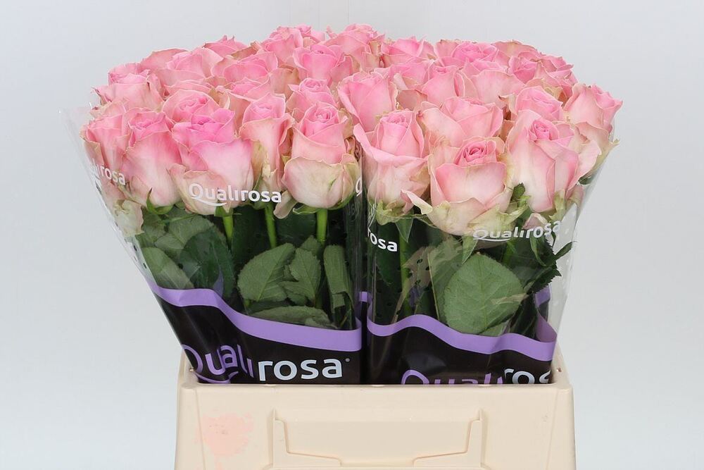 Rose bh Avalanche Sorbet+ | KVETY.sk