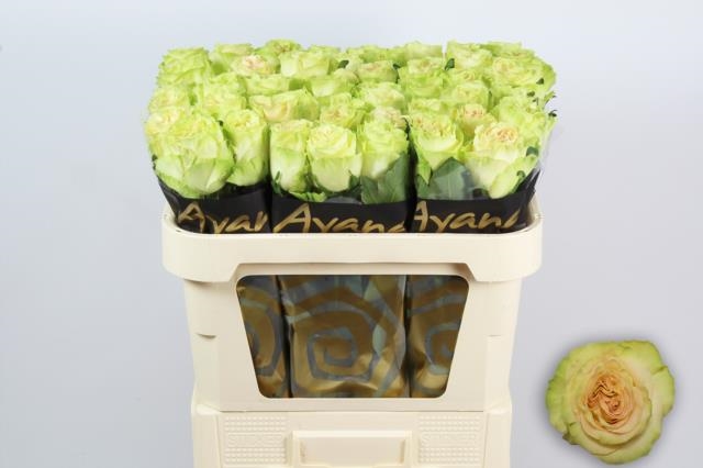 Rose bh Dynamic | KVETY.sk