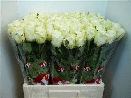 Rose bh Countdown! | KVETY.sk