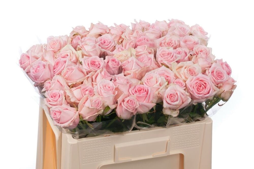 Rose bh Sweet Dolomiti | KVETY.sk