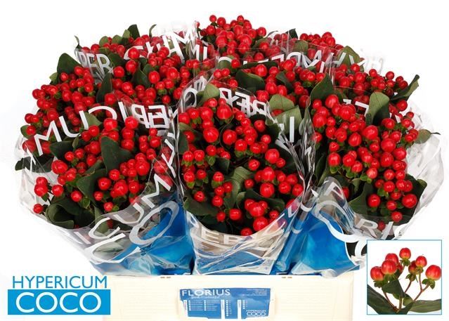 Hypericum Coco Tango | KVETY.sk