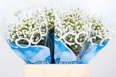 Hypericum Coco Uno | KVETY.sk