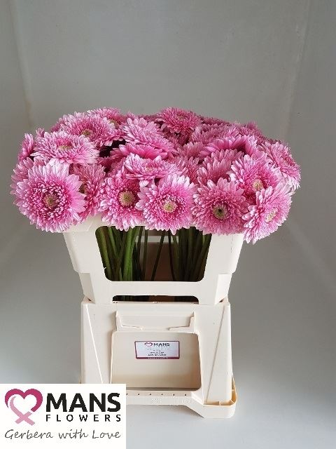 Gerbera mini Pomponi Tracy | KVETY.sk